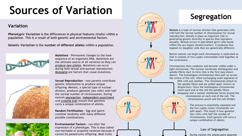Sources of Variation in Meiosis: Genetic Diversity Explained - Studocu