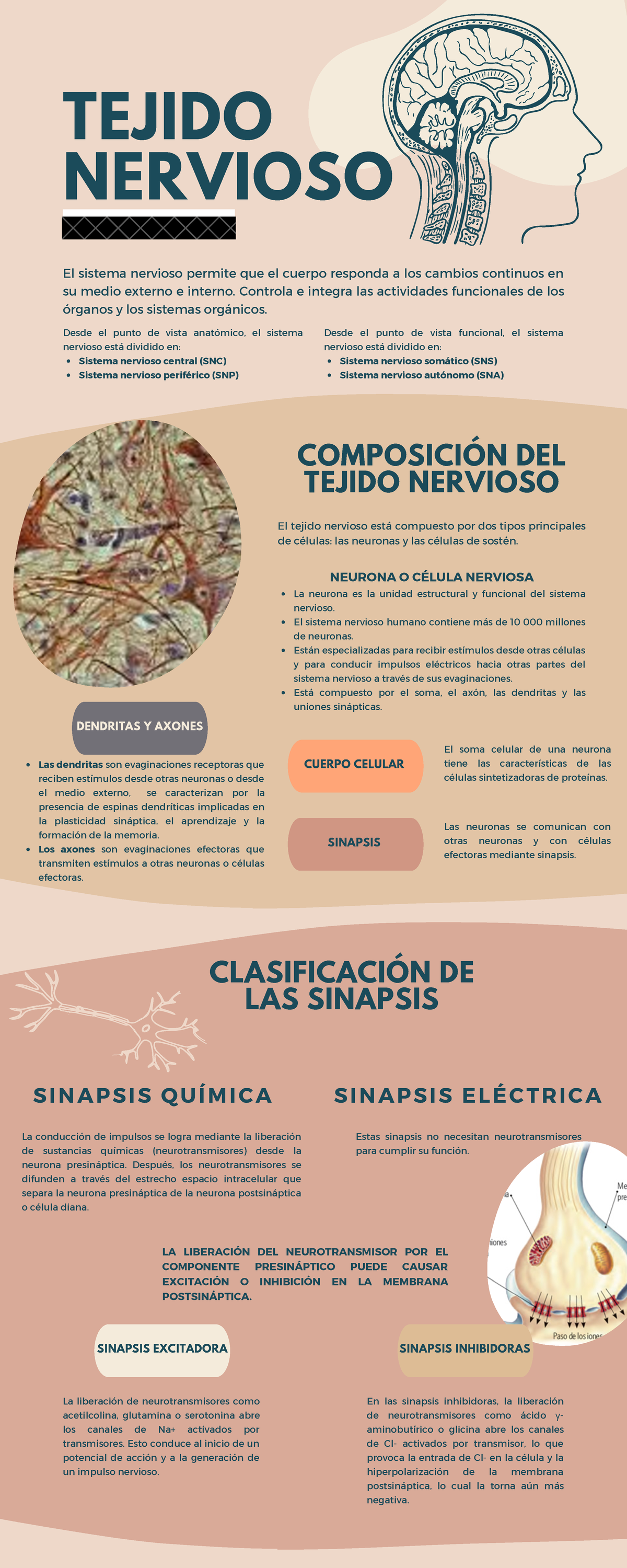 Infografía tejido nervioso - CUERPO CELULAR DENDRITAS Y AXONES SINAPSIS SINAPSIS EXCITADORA ...