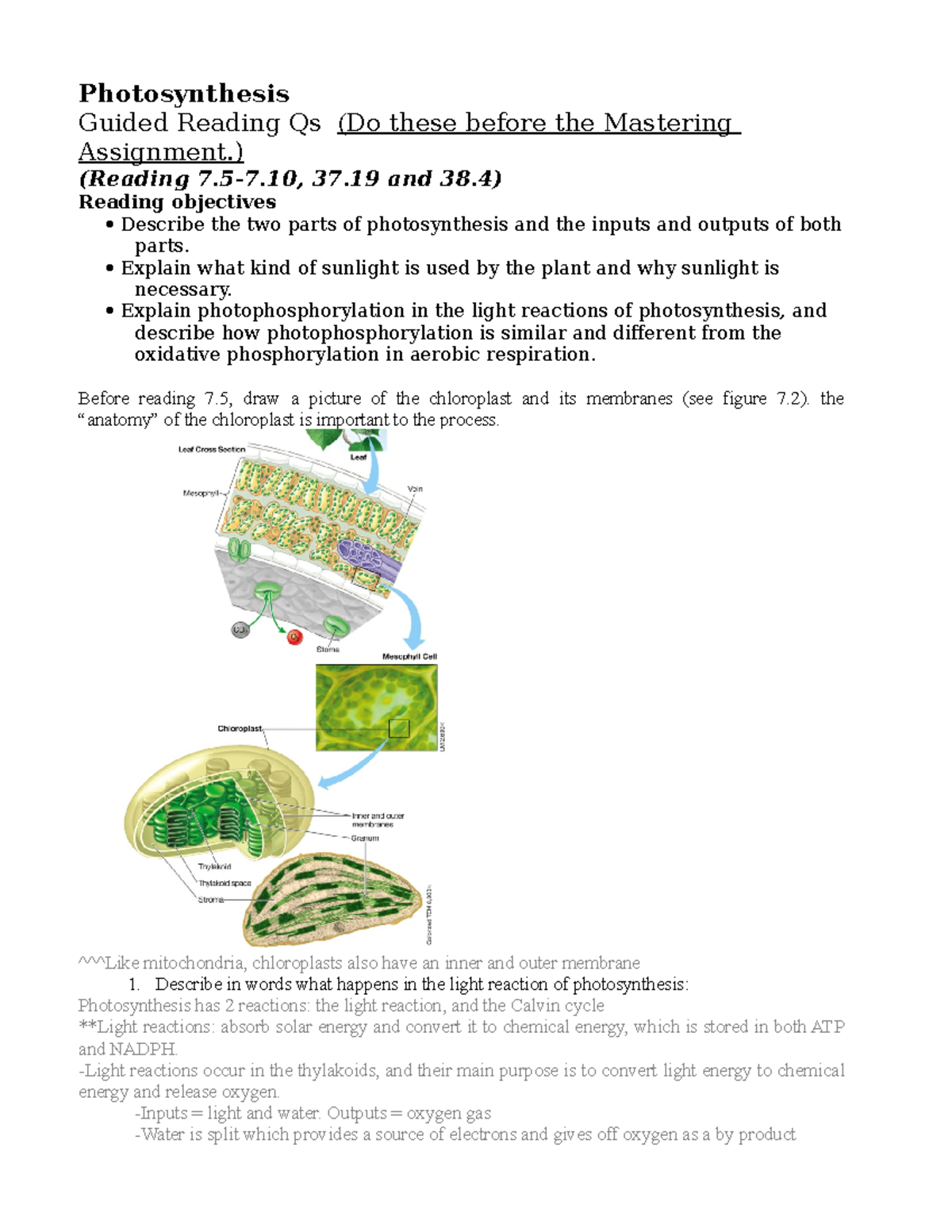 L08 GRQs - 8th GRQS UNC Chapel Hill Bio101 - Photosynthesis Guided ...
