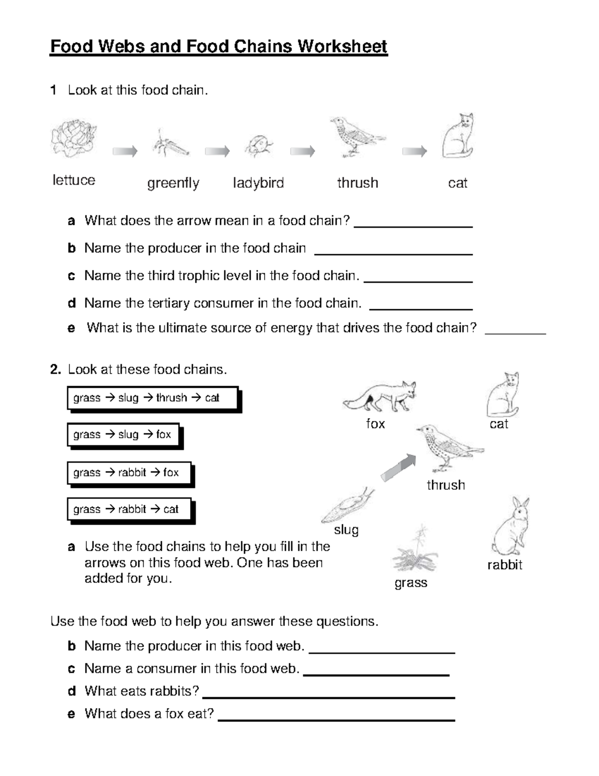 Food Webs and Food Chains Worksheet: Understanding Trophic Levels - Studocu
