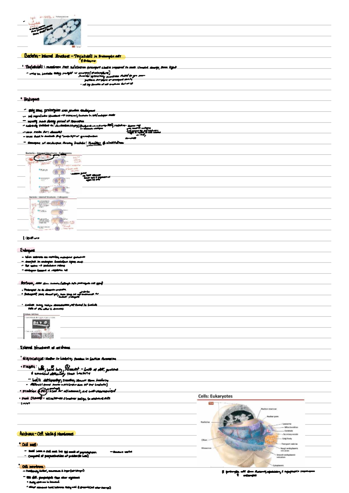 Final Exam Study Guide for Course XYZ: Bacteria & Archaea Structures ...