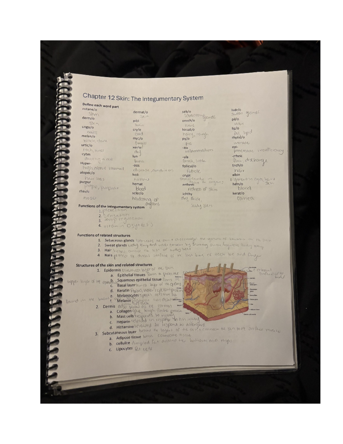 Chapter 12: The Integumentary System - Key Concepts and Functions - Studocu