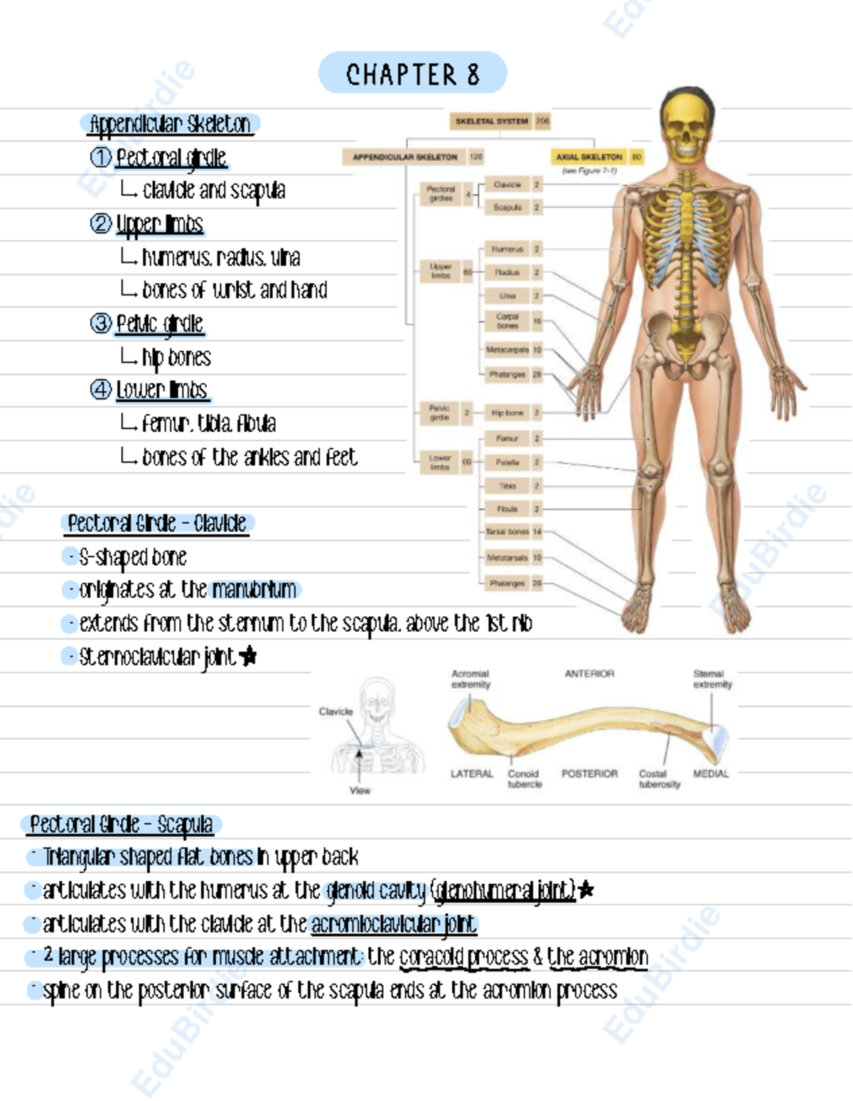 74448 Chapter 8: Appendicular Skeleton Overview - Studocu