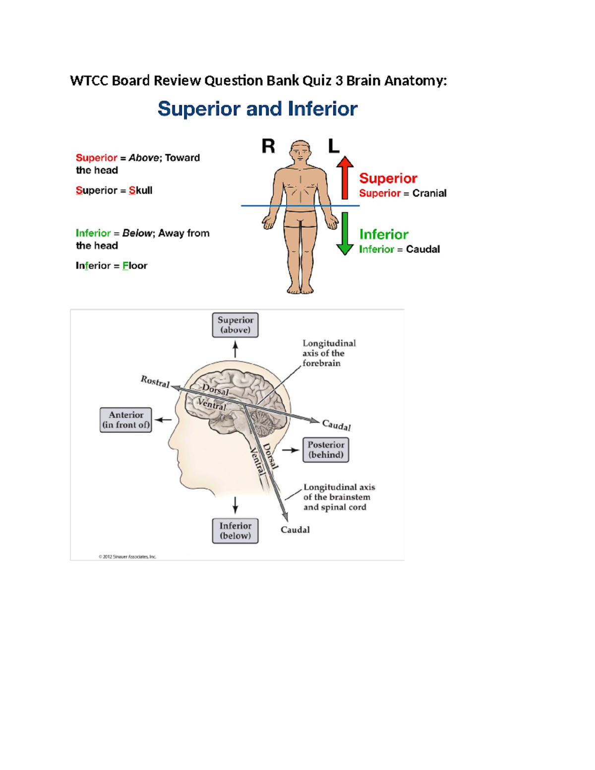WTCC Brain Anatomy Quiz 3: Key Questions & Answers Insights - Studocu