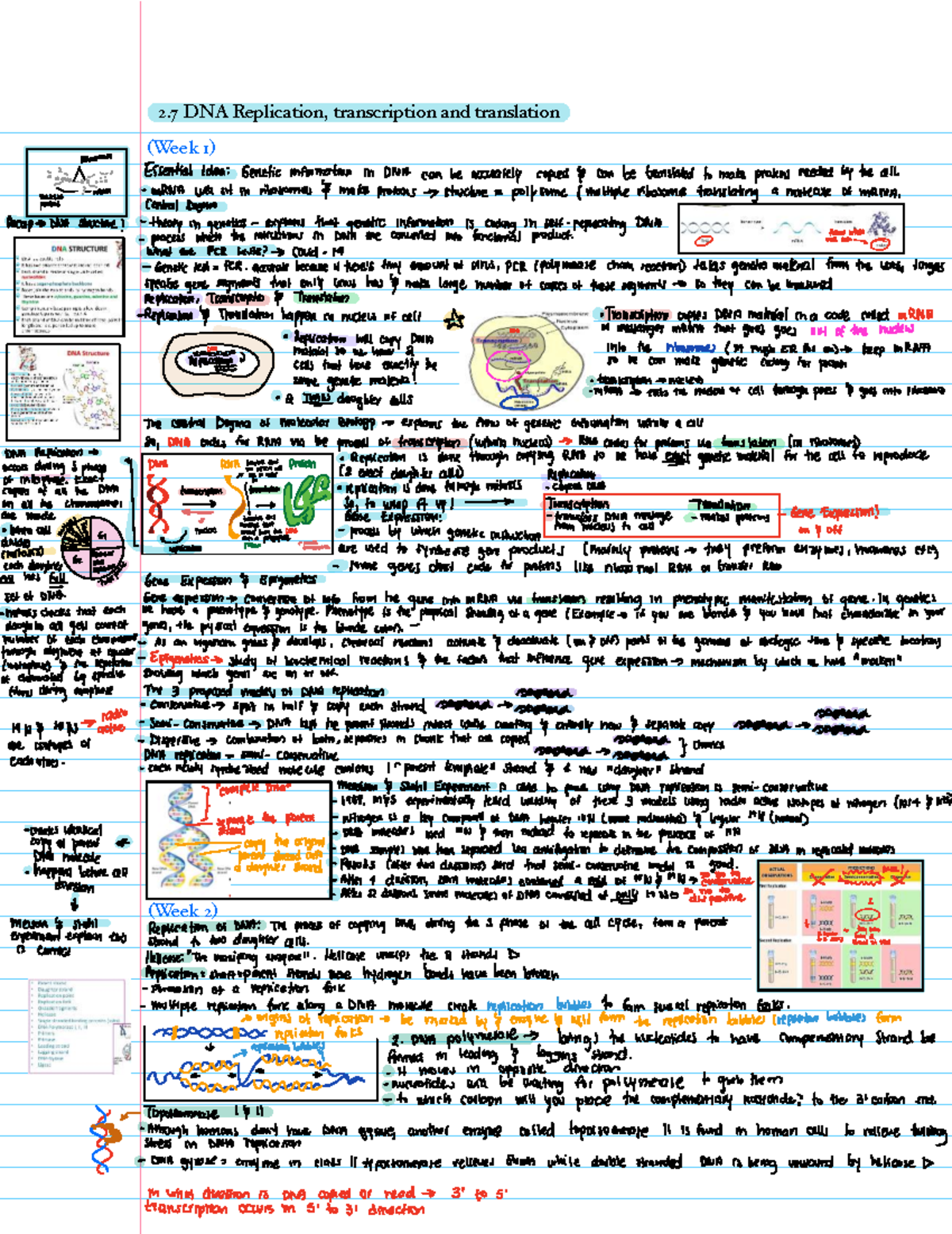 2.7 DNA Replication, Transcription, and Translation Overview (Week 1 ...