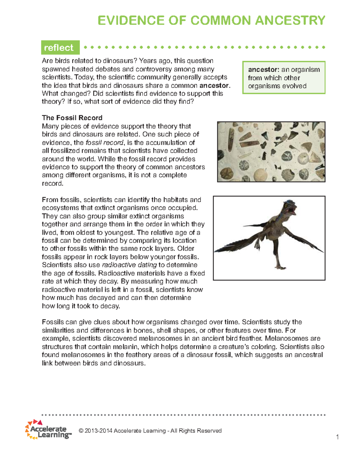 EVIDENCE OF COMMON ANCESTRY: Are Birds Related to Dinosaurs? - Studocu