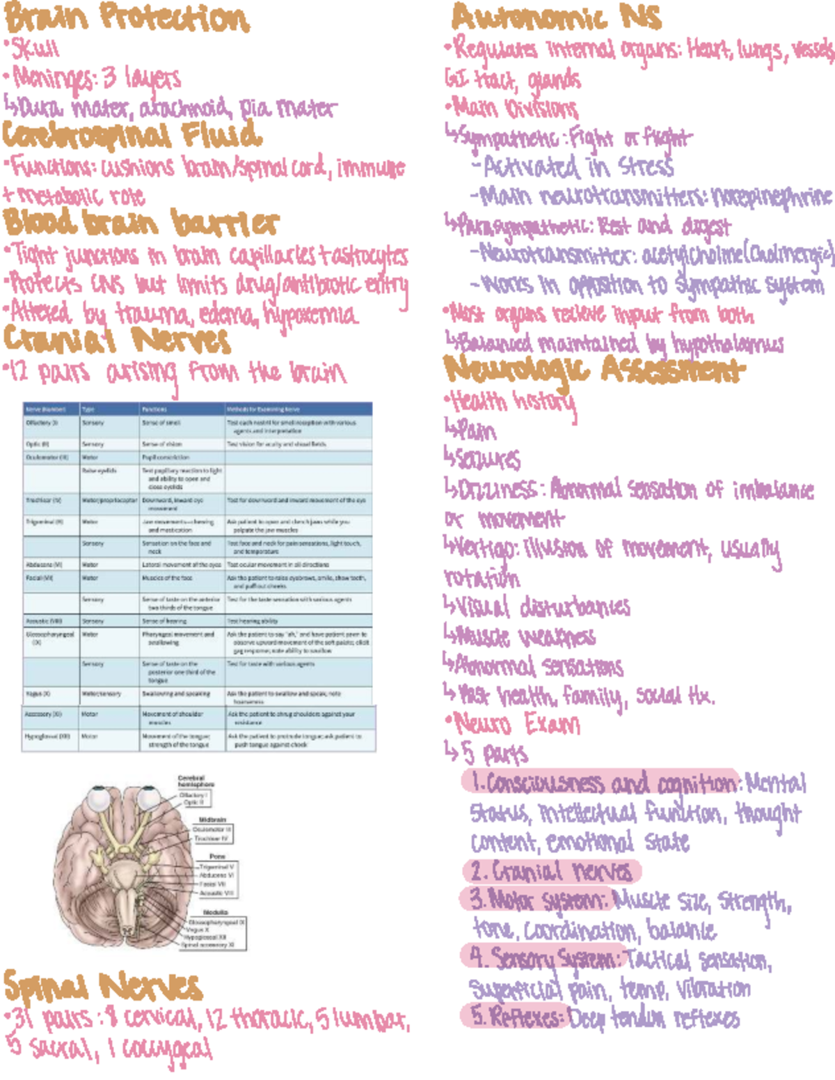 Neuro 1 Study Guide 3: Autonomic Nervous System & Neuro Assessment ...