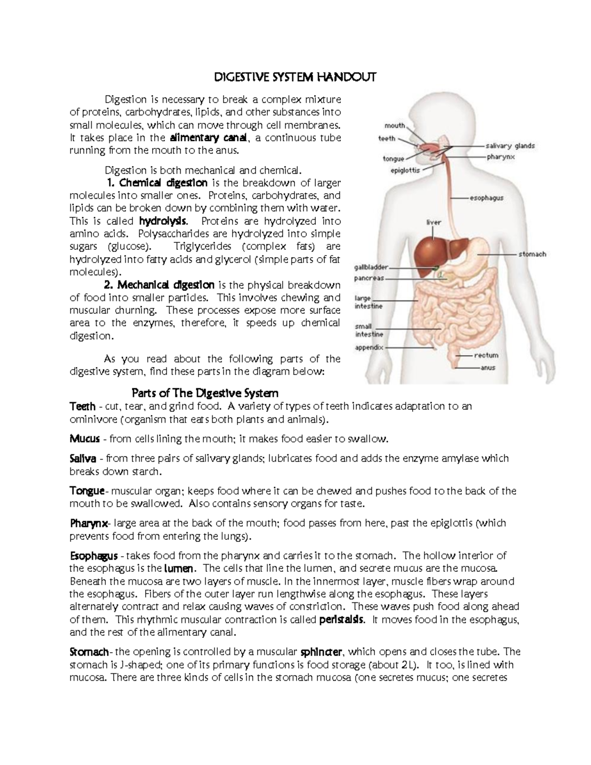 Digestive- System- Handout - DIGESTIVE SYSTEM HANDOUT Digestion is ...