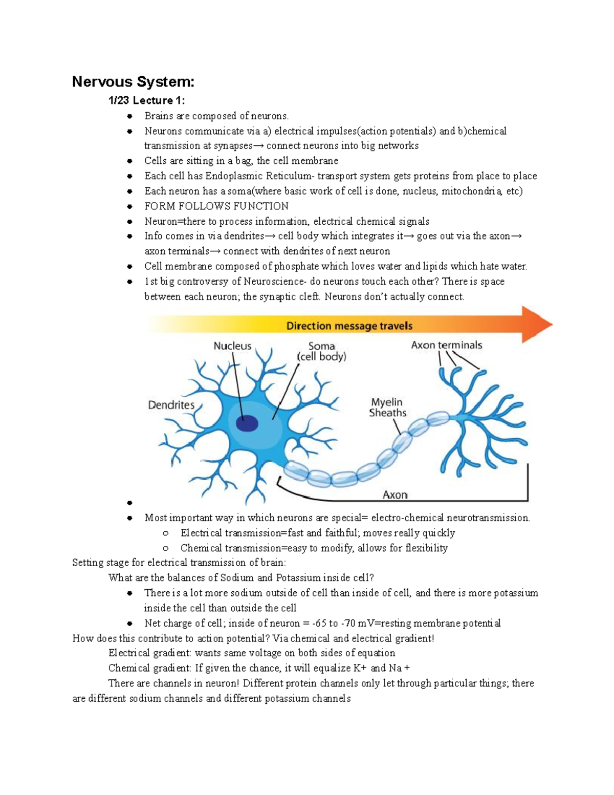Neuroscience NEUROSC 101: Exam 1 Comprehensive Study Guide - Studocu