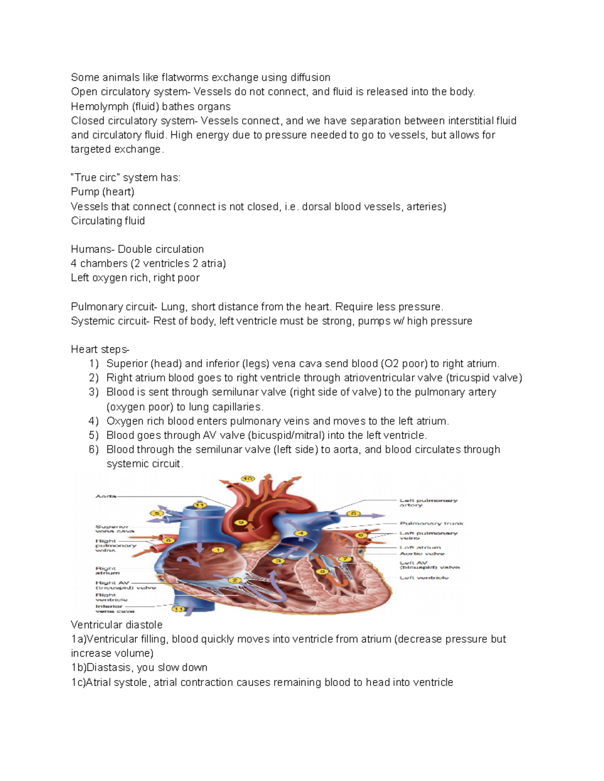 Bio 102 Exam 2 Study Guide: Circulatory & Respiratory Systems - Studocu