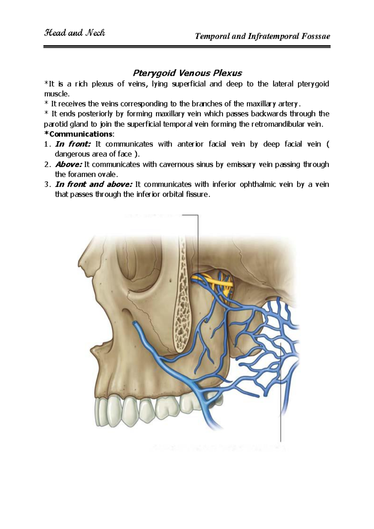 Head and Neck Anatomy: Temporal and Infratemporal Fossa Notes (32 ...