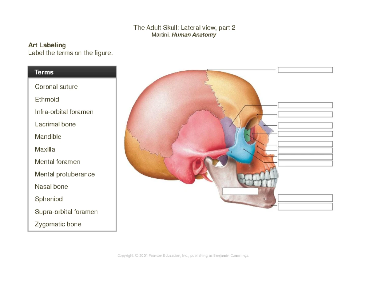 The Adult Skull: Anterior View Part 1 - Key Anatomical Terms - Studocu