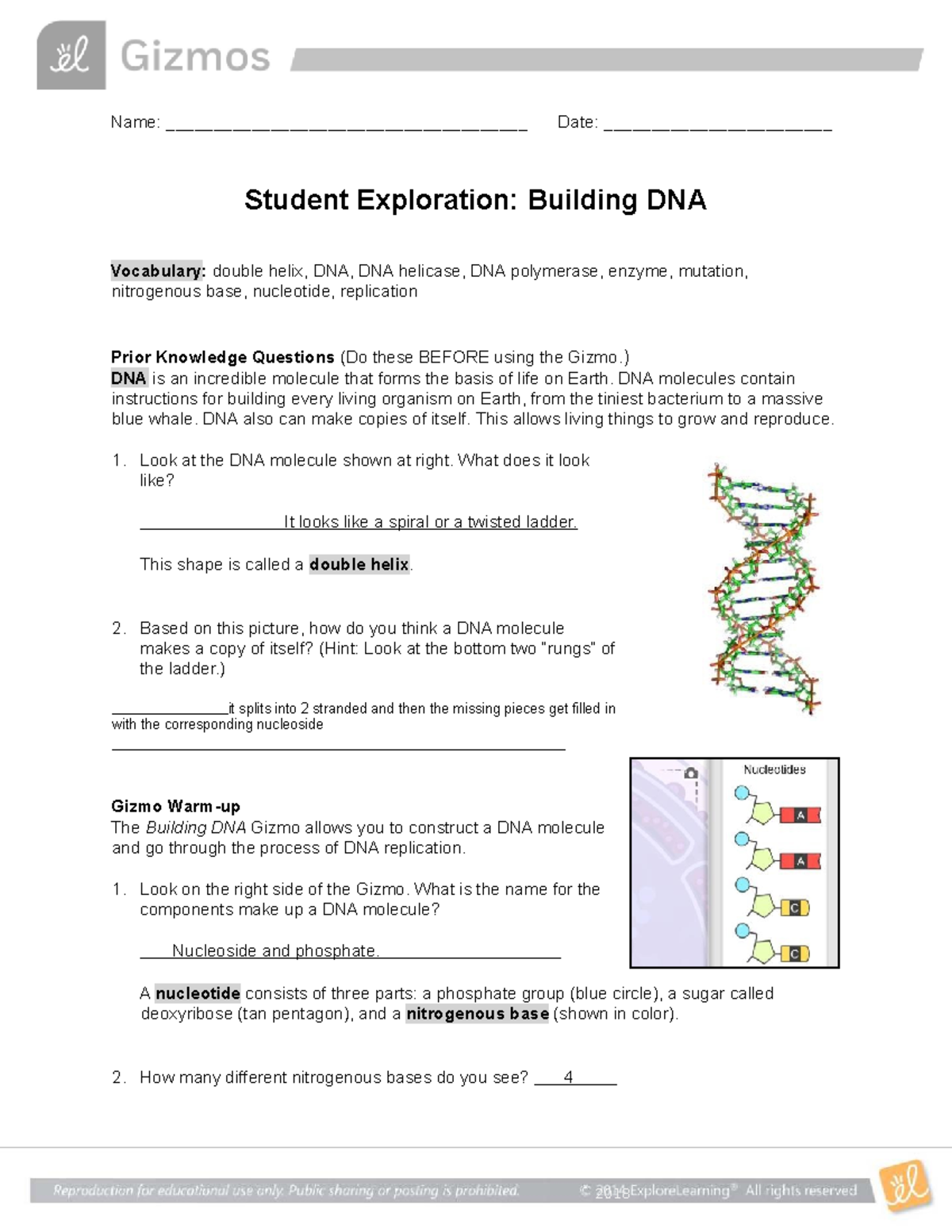 Building DNA Gizmo: Exploring Structure & Replication Concepts - Studocu