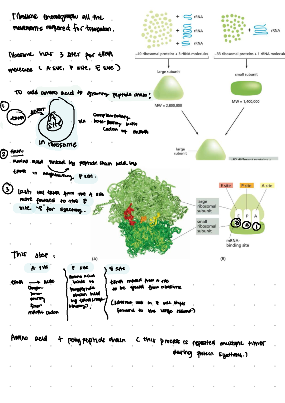 RIB 101 - Lecture Notes on Ribosome Function and Protein Synthesis ...