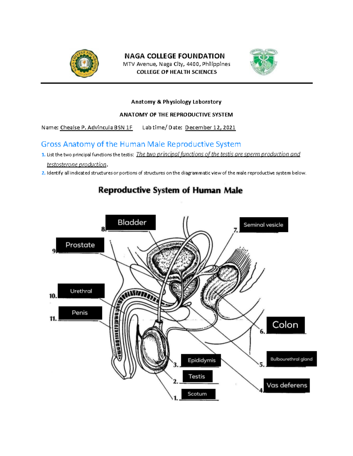 Reproductive System Lab Notes - BSN 1F - Studocu