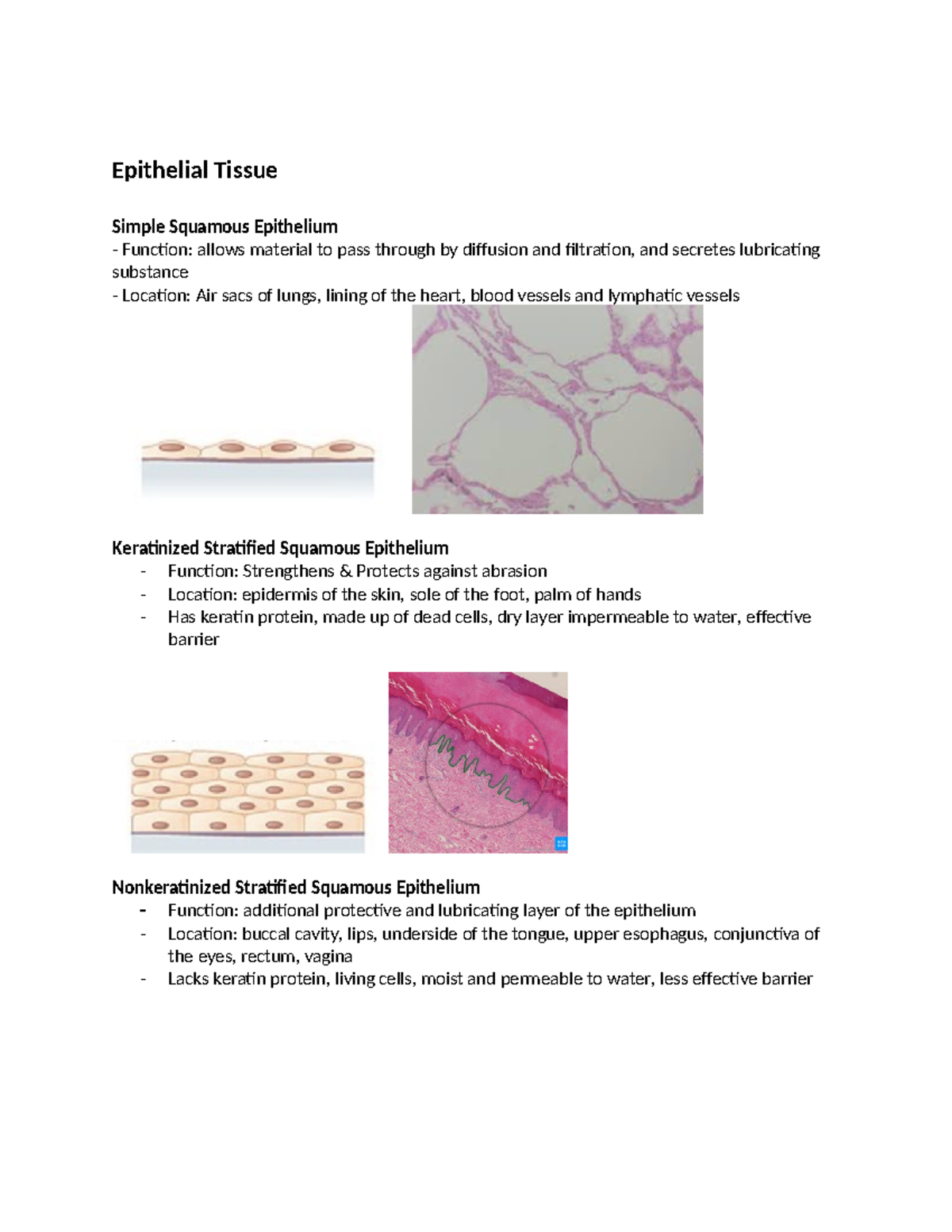 Histology Module 1-4: Epithelial and Connective Tissues Overview - Studocu