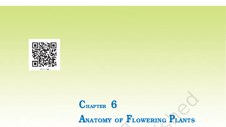 11 BIOLOGY CHAPTER 6 ANATOMY OF FLOWERING PLANTS: Tissues & Growth ...