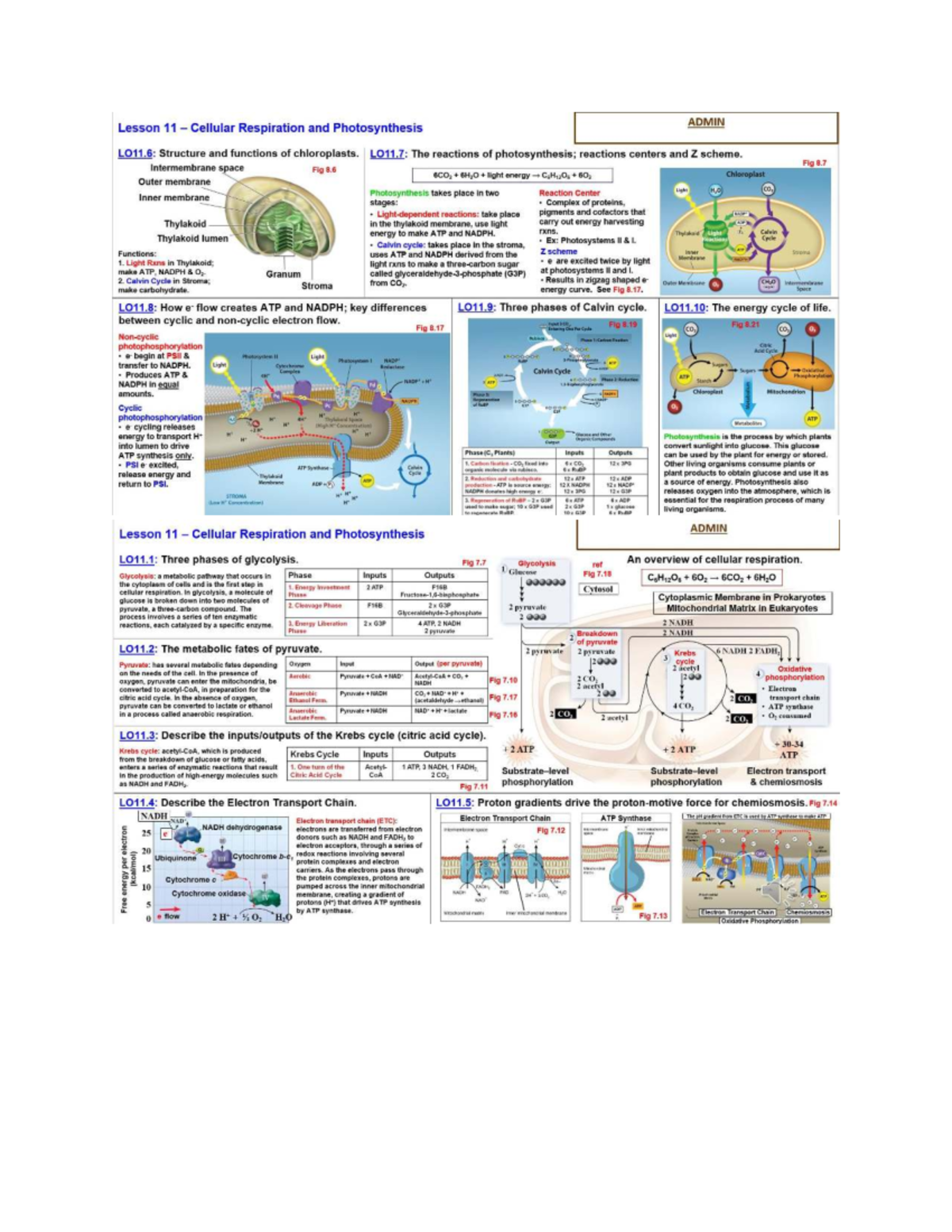 ADMIN Final Exam Study Guide for Course XYZ: Cellular Respiration & - Studocu