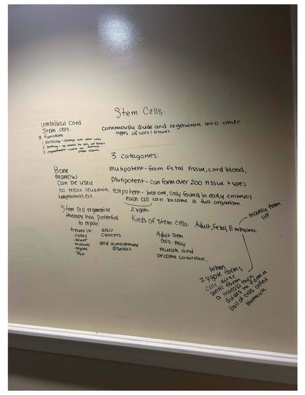 Stem Cells: Types, Functions, and Regenerative Potential - Studocu