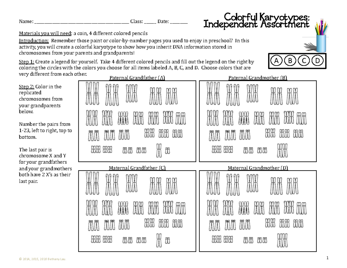 Karyotype Printable Activity S - Introduction: Remember those paint or ...