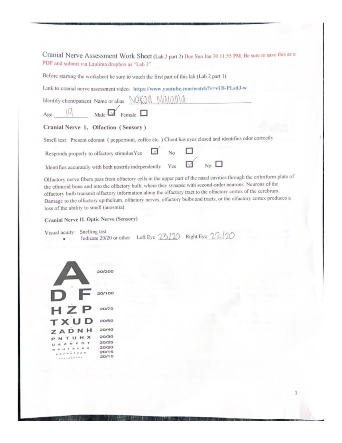Cranial Nerve Assessment Worksheet (Lab 2 Part 2) Submission Guide ...