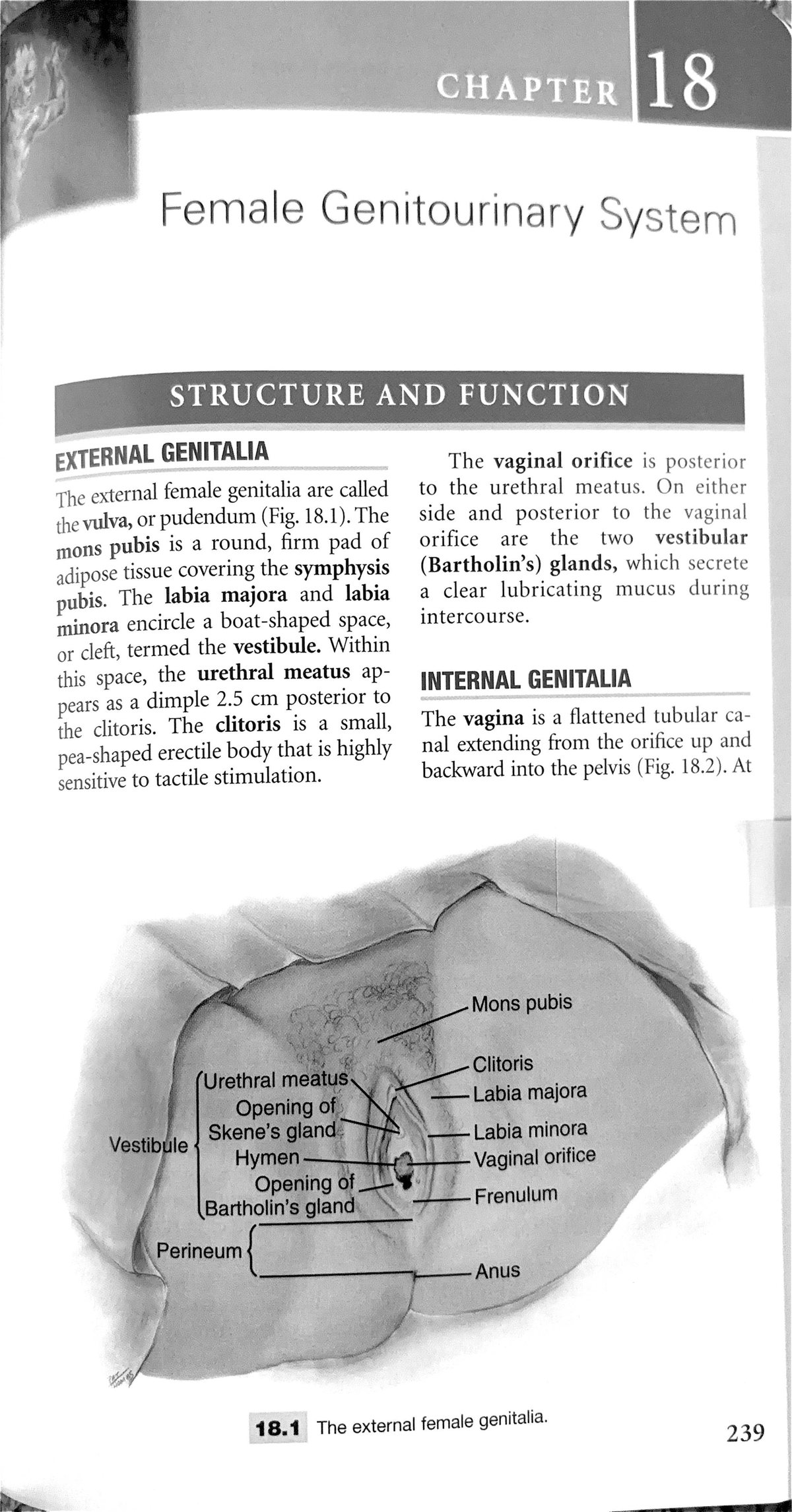 CHAPTER 18 Female Genitourinary System: Structure & Function Overview ...