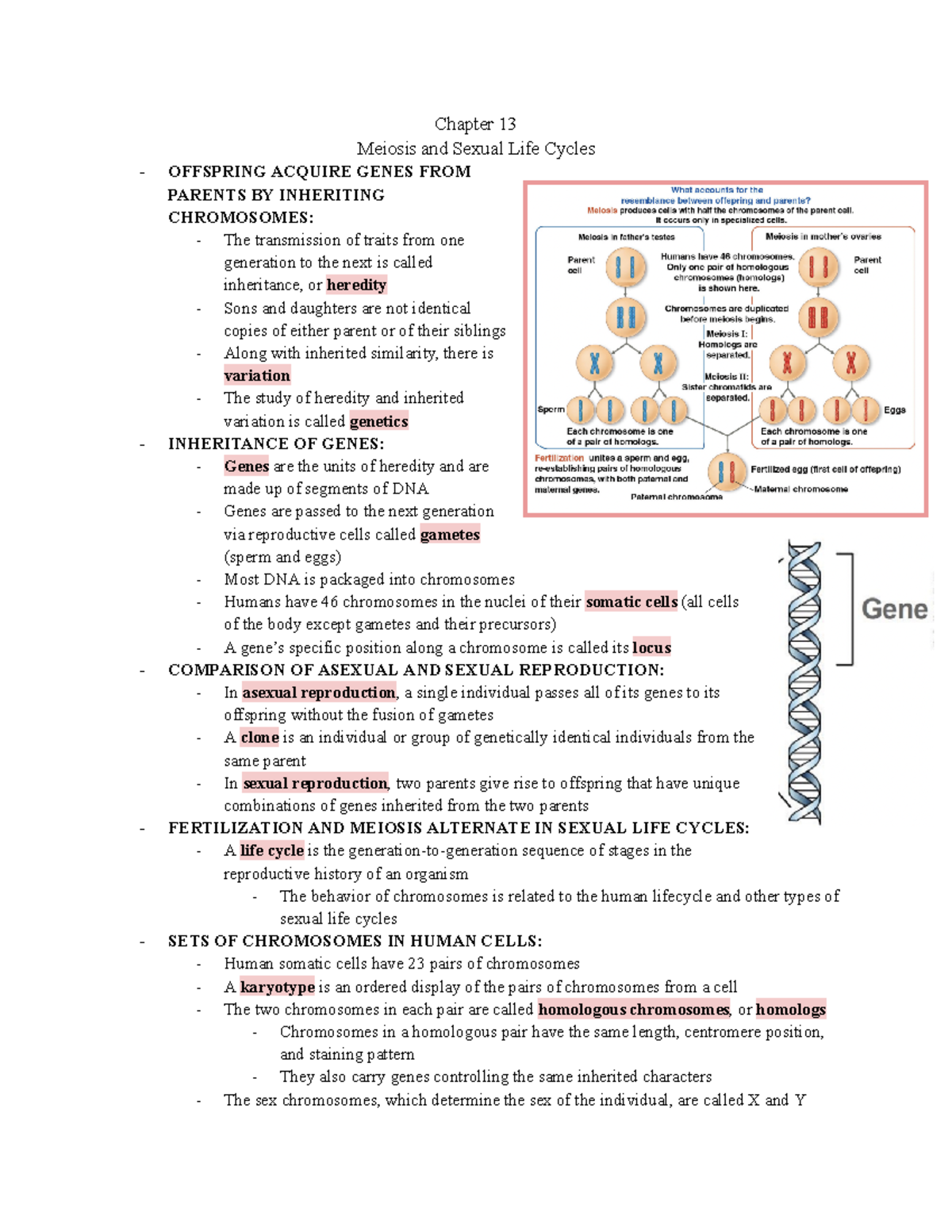 Chapter 13 Bio Notes - Chapter 13 Meiosis and Sexual Life Cycles ...