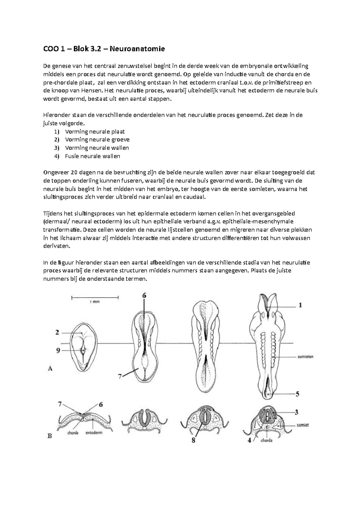 Zenuwbanen - Tractus corticospinalis (piramidebaan): Motorische schors ...