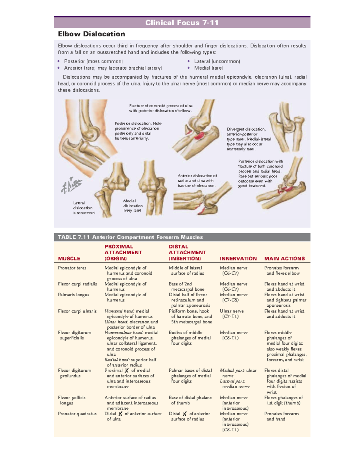 Netter Anatomy - Clinical Focus on Elbow Dislocation Evaluation - Studocu