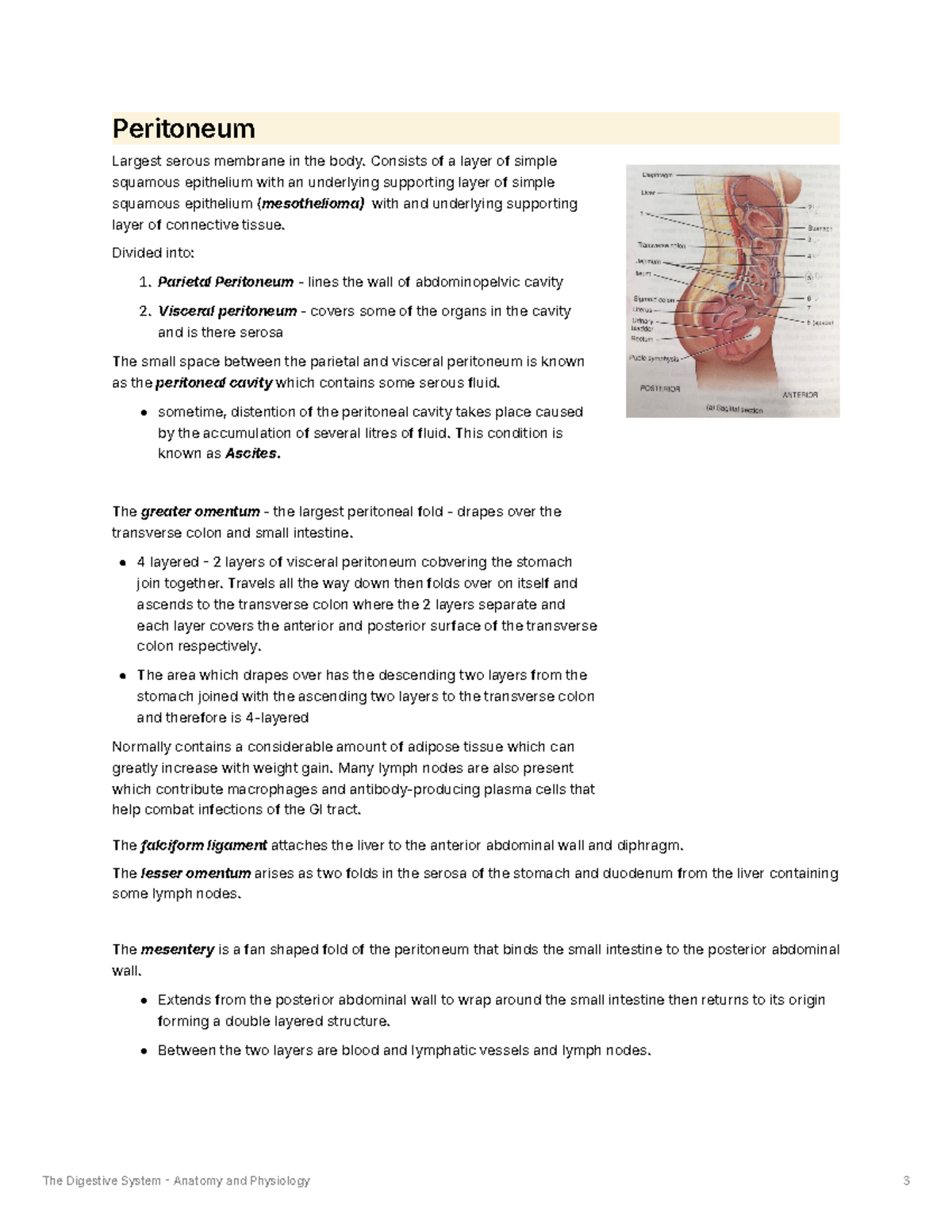 Peritoneum - Yr 2 Notes - Peritoneum Largest serous membrane in the ...
