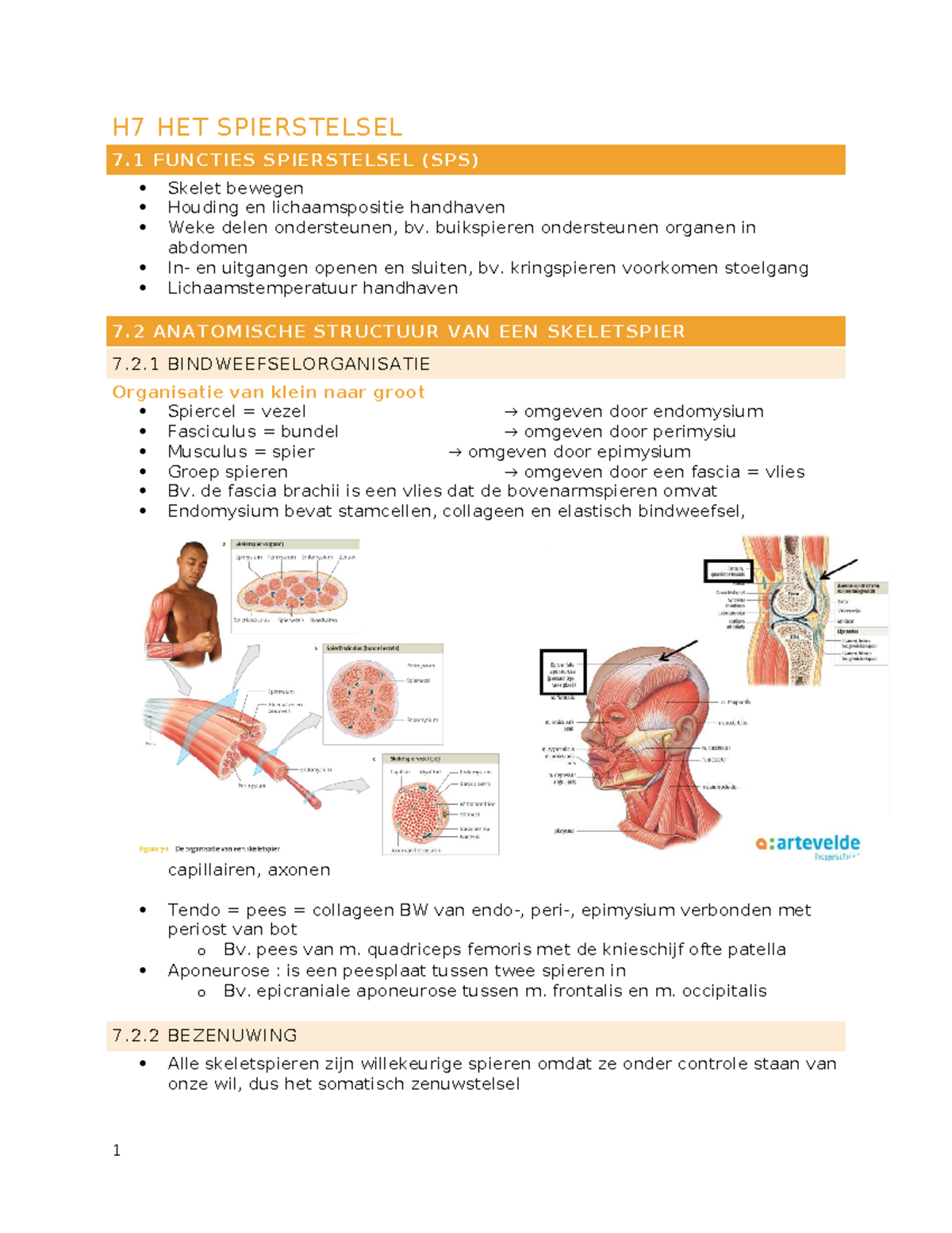 H7 HET SPIERSTELSEL - THEORIE EN FUNCTIES VAN SPIEREN EN SPIERVEZELS ...