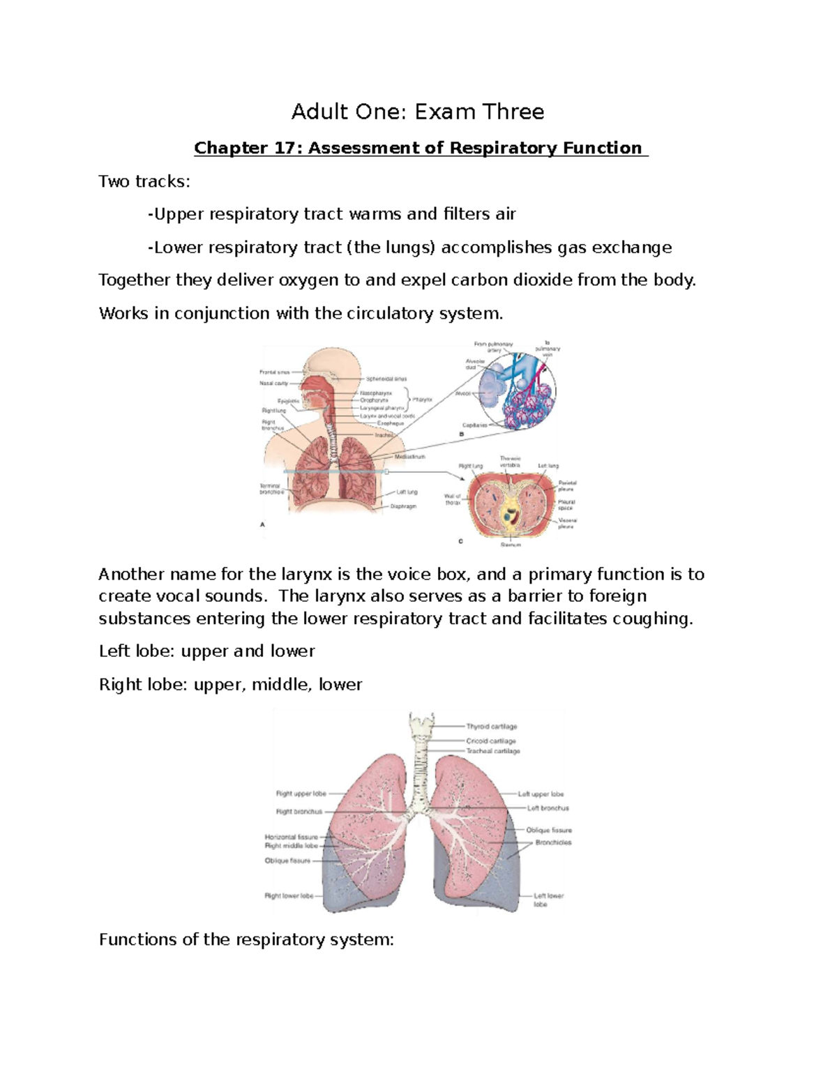 Nursing Adult 1: Exam 3 Study Guide on Respiratory Function Assessment ...