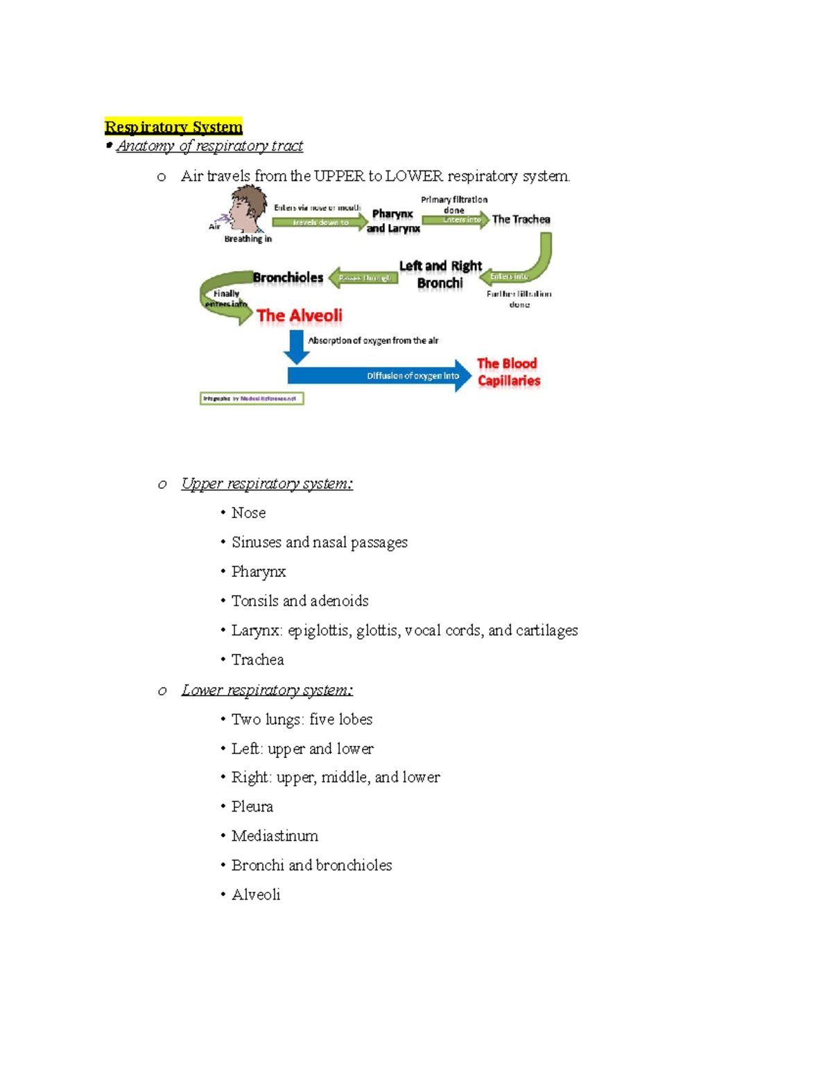 Med Surg Exam 3 Study Guide: Respiratory System Overview - Studocu