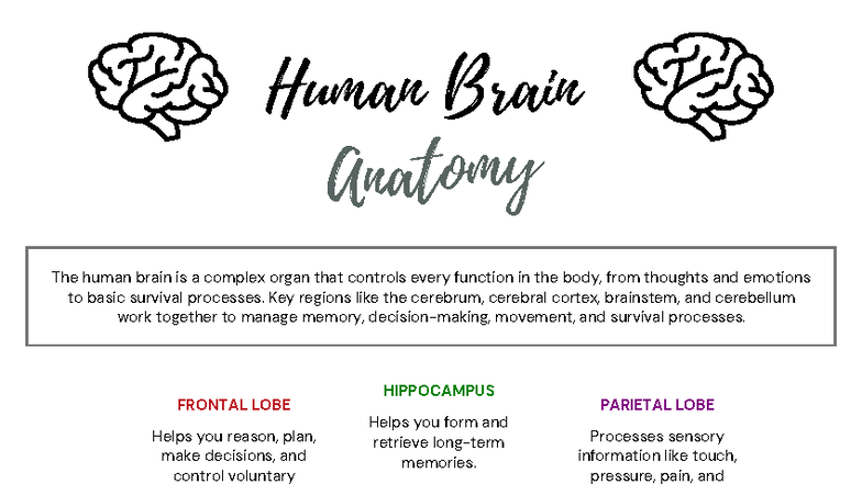 Brain Anatomy Cheat Sheet V1: Key Functions & Regions - Studocu