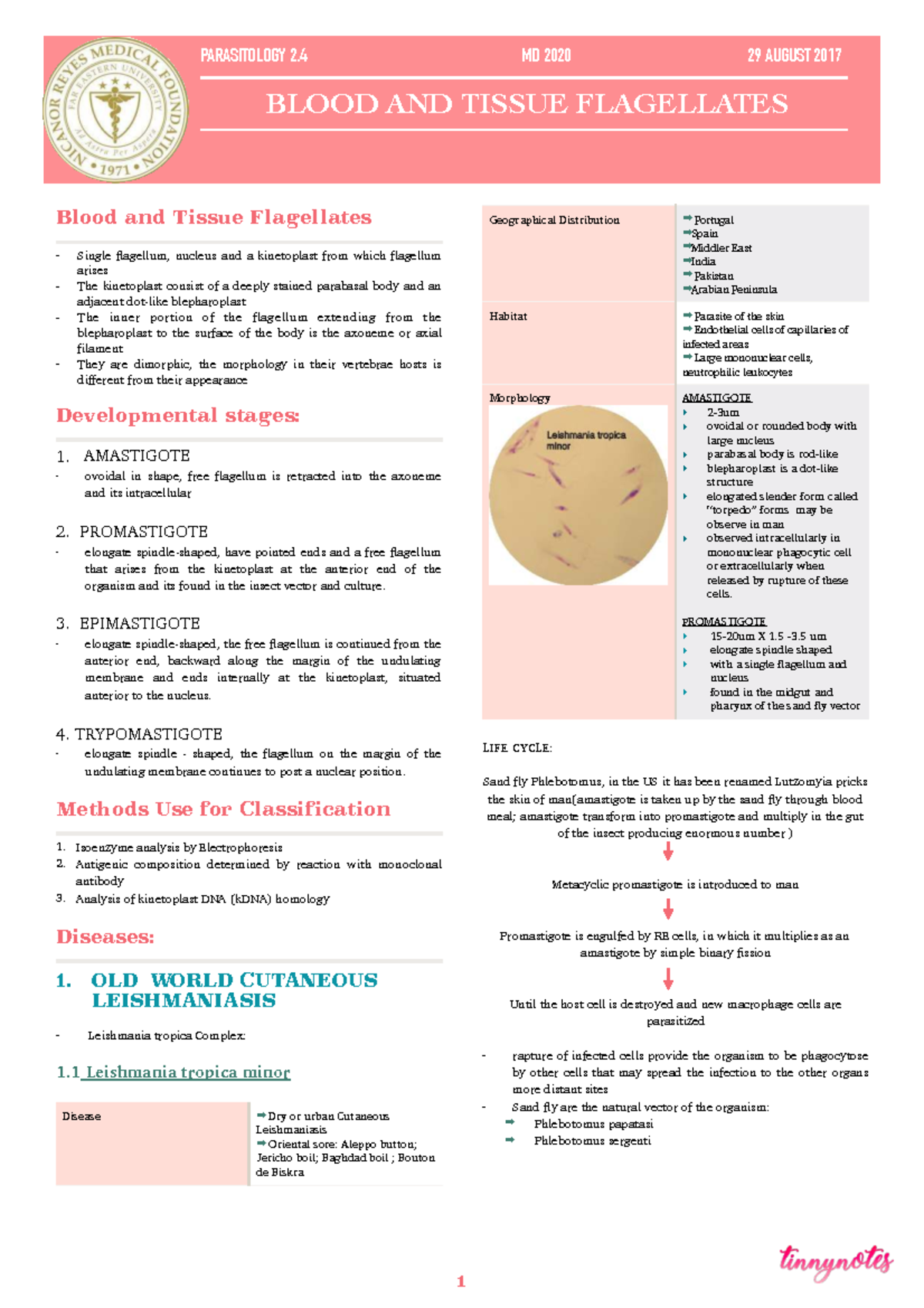 Blood and Tissue Flagellates - AMASTIGOTE - ovoidal in shape, free ...