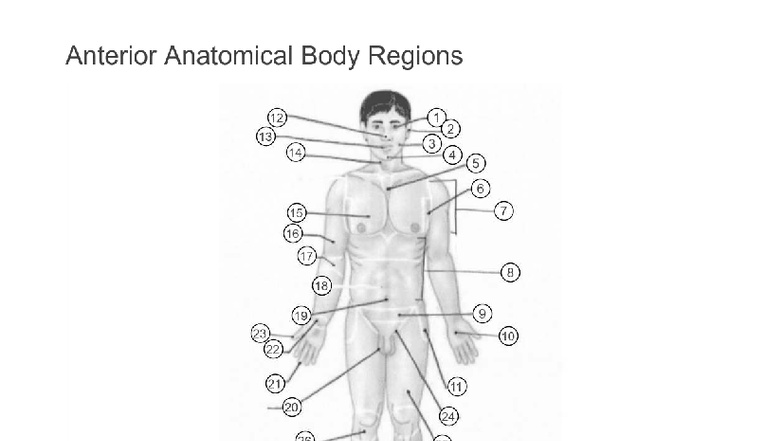 Body Regions Quiz - Anterior Anatomical Regions 12 1 2 13 3 14 4 5 6 15 ...