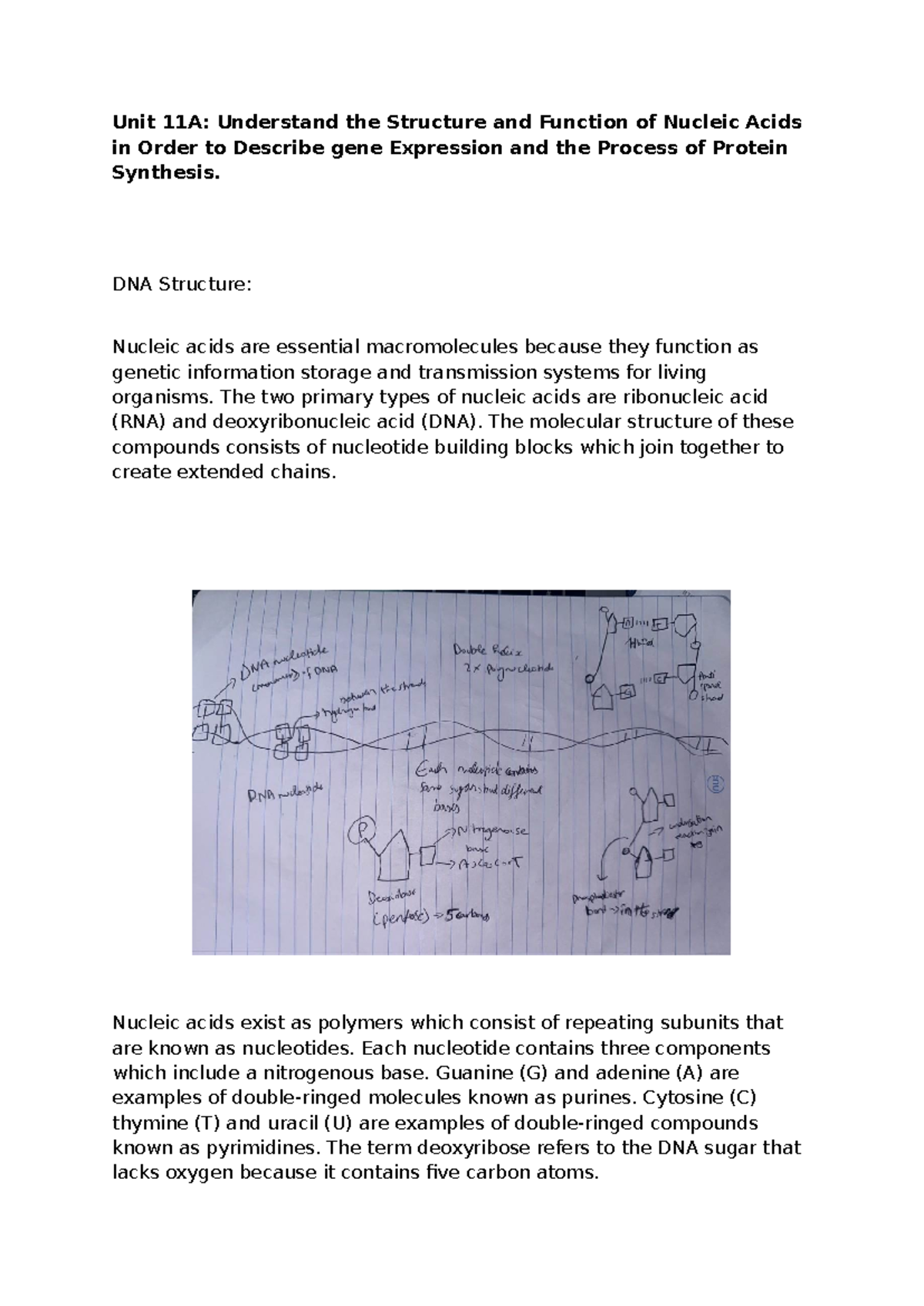 Unit 11A: Nucleic Acids, Gene Expression & Protein Synthesis Overview ...