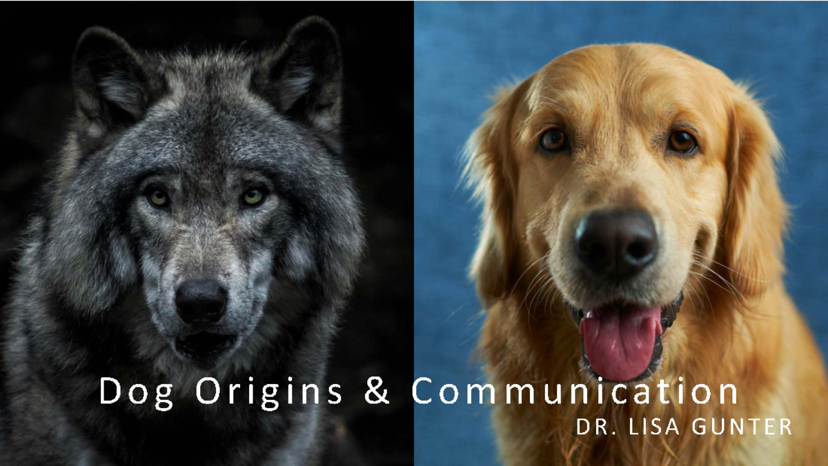 Understanding Dog Communication: Behaviors, Signals, and Training ...