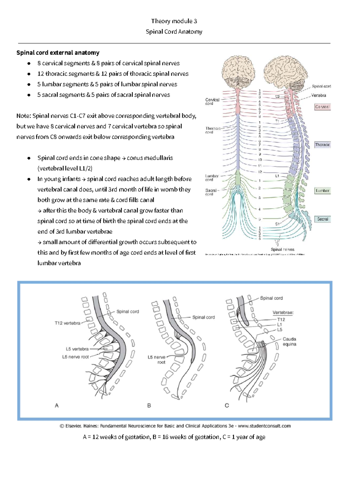 Module 3: Spinal Cord Anatomy and Function Overview - Studocu