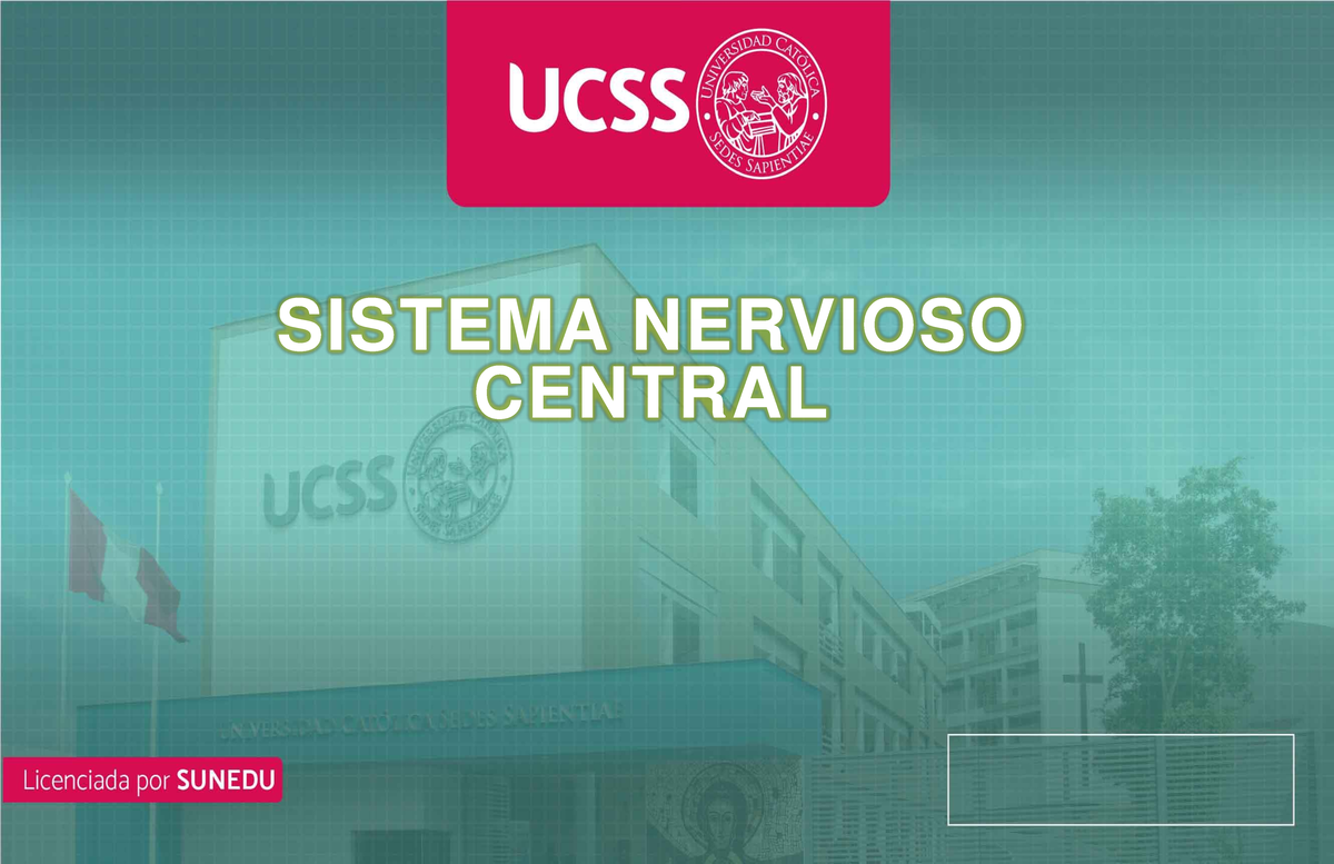 Sistema Nervioso Central y Periférico: Estructura y Funciones (SNC ...