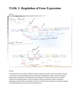 [Solved] what are two examples of a particular gene being regulated - Heredity and Genetics (BIO ...