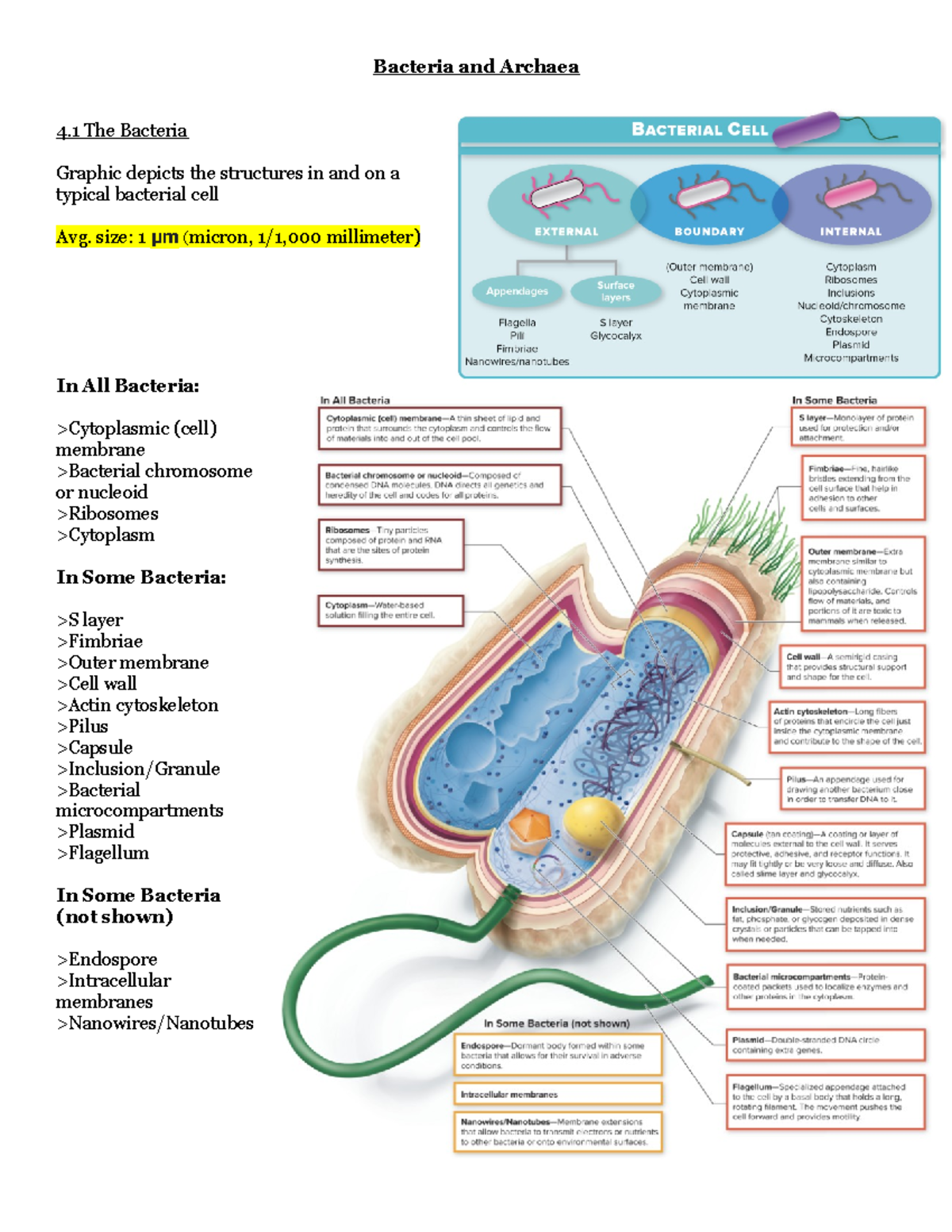 Ch4 Outline - Microbiology Chapter 4: Bacteria and Archaea Overview - Studocu