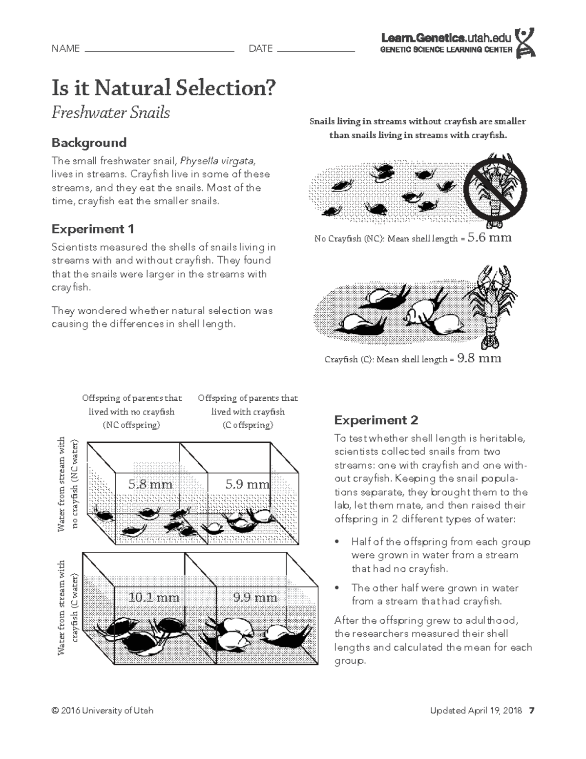 Natural Selection in Freshwater Snails: A Study Guide - Studocu