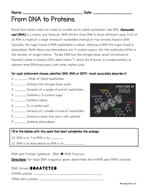 6.3 DNA, RNA, Protein synthesis - Name Date Period Worksheet: DNA, RNA ...