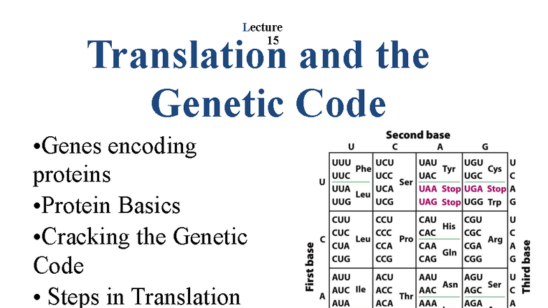Lecture 15: Translation & Genetic Code Fundamentals (BIO 101) - Studocu