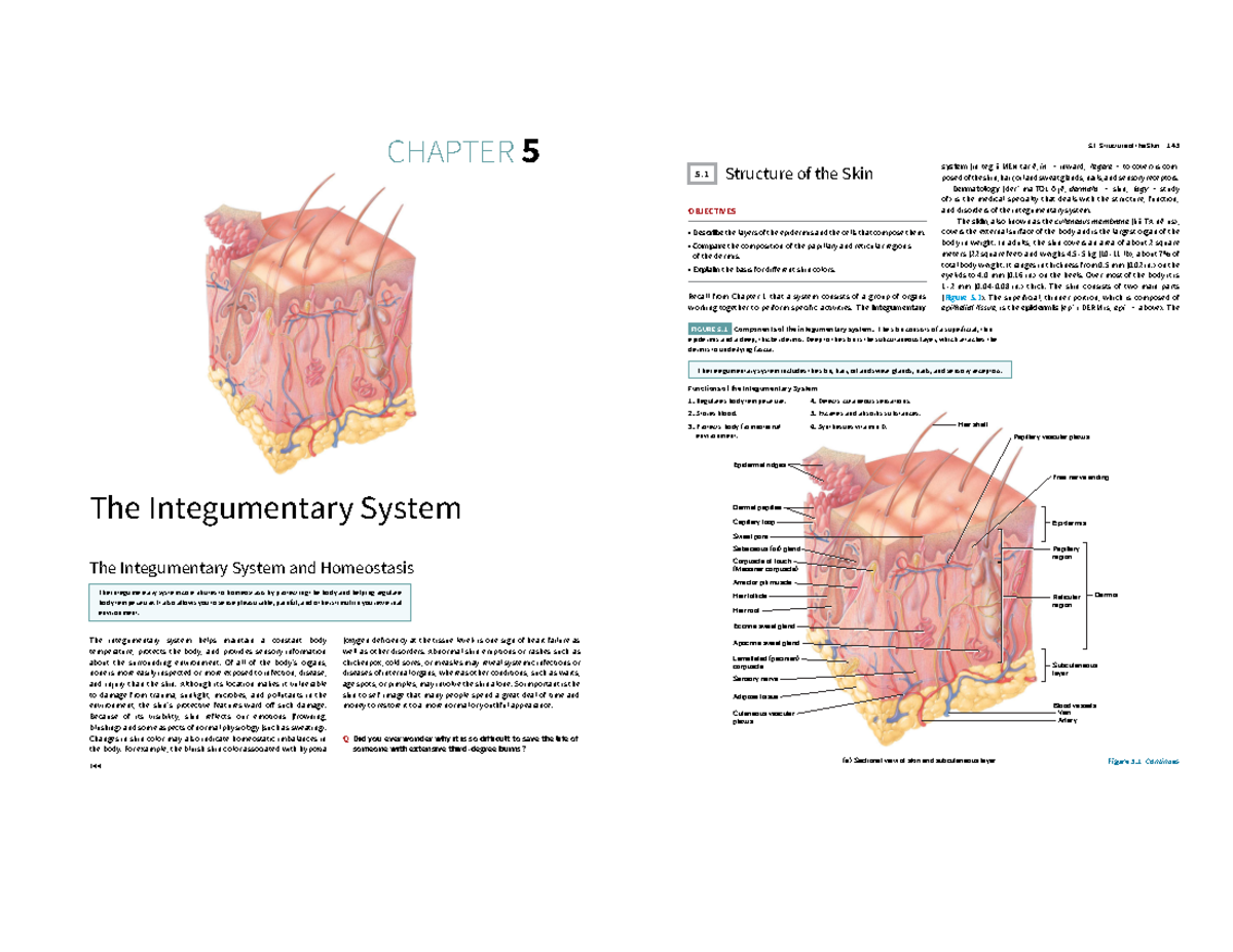 Tortora Chapter 5: Understanding the Integumentary System - Studocu
