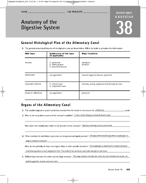Anatomy of the urinary system exercise 40 review sheet - EXERCISE ...