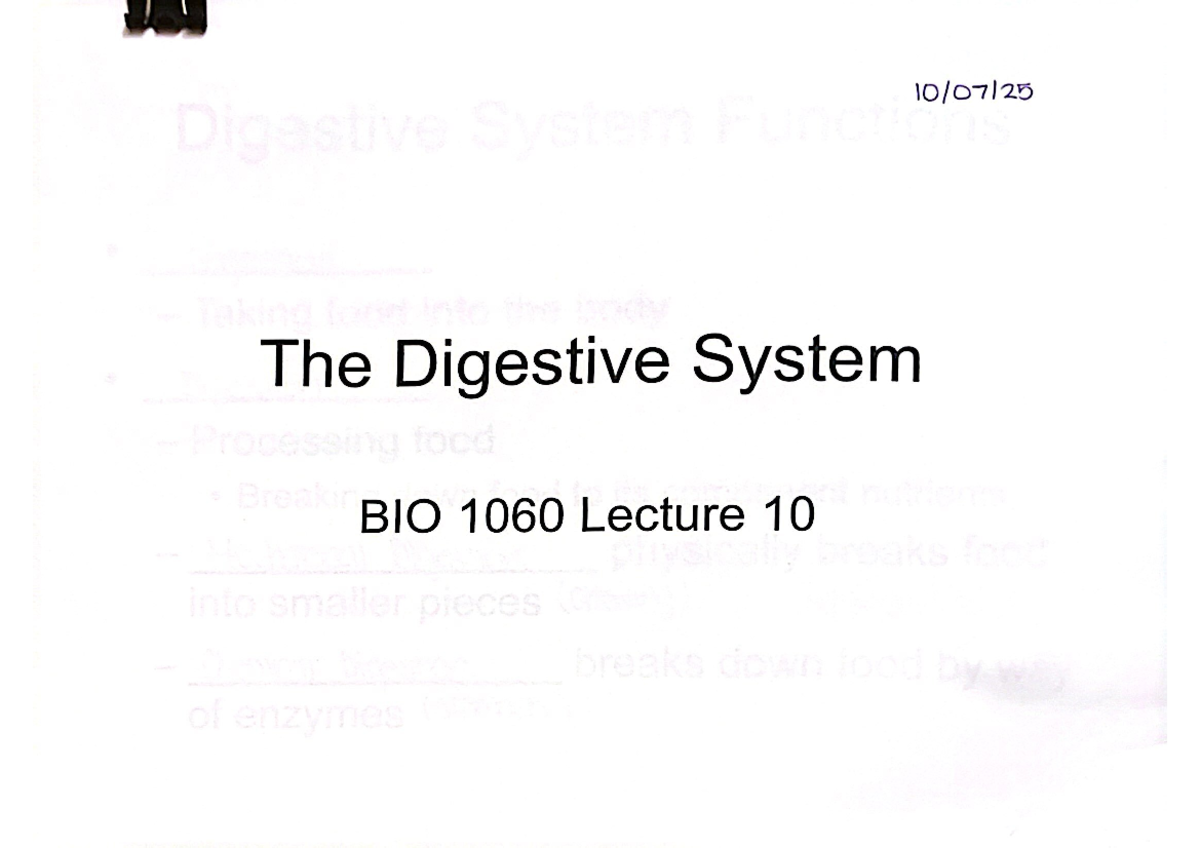 BIO 1060 Lecture 10: The Digestive System - Studocu