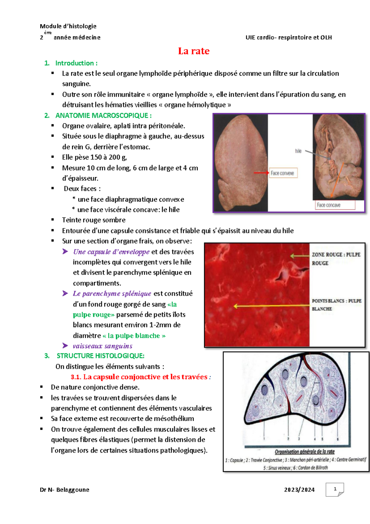 Histology of the Spleen - Module for 2nd Year Medicine (ECE741) - 2 ème ...