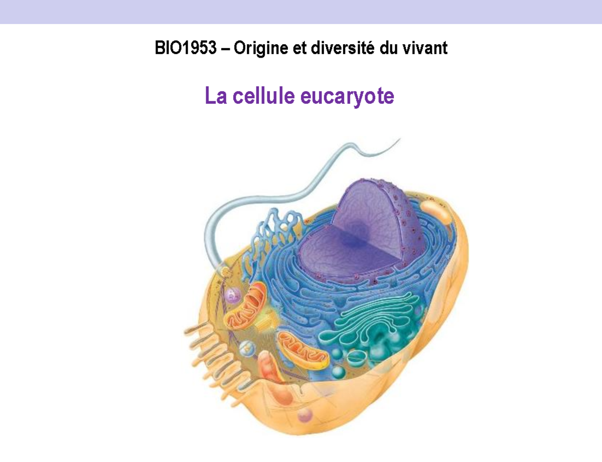 9-séance9-cellule eucaryote A22 étudiant - La cellule eucaryote BIO1953 ...
